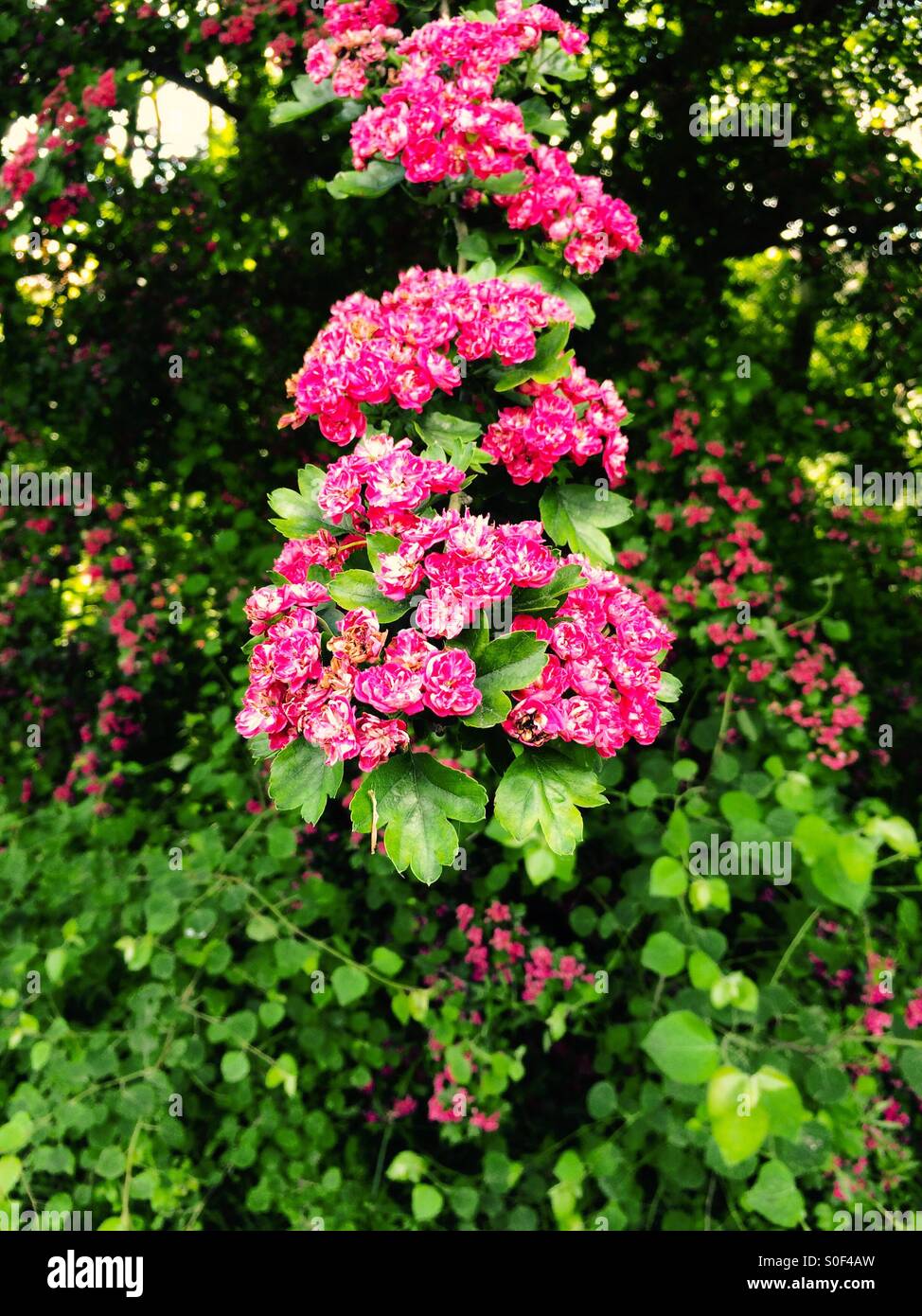 Flowering hawthorn tree hi-res stock photography and images - Alamy
