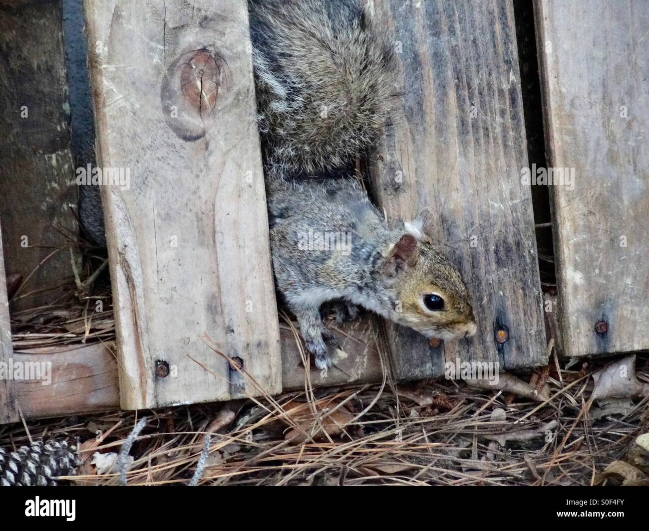 Squirrel zigzags through wood boards Stock Photo - Alamy