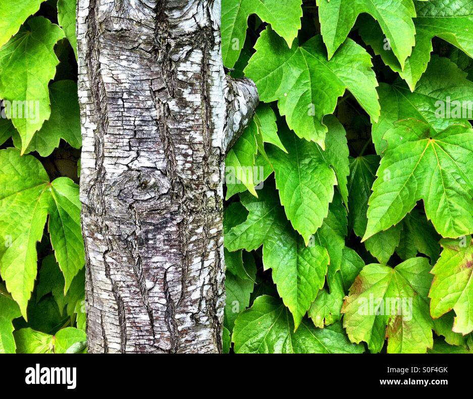 Tree trunk and leaves Stock Photo - Alamy