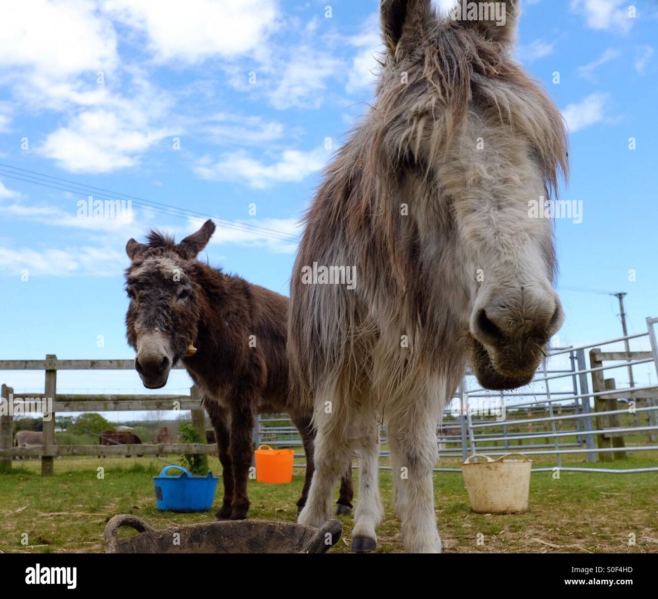 Donkey face hi-res stock photography and images - Alamy