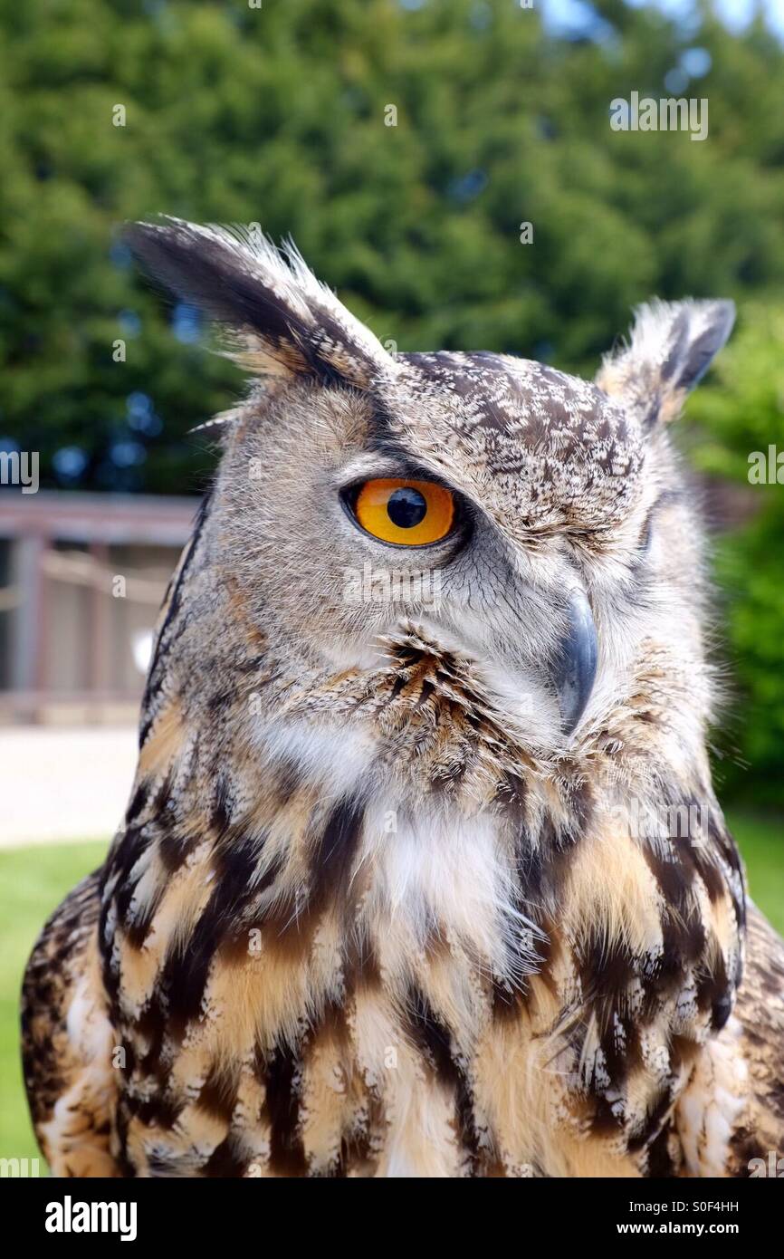 Yellow eye eagle hi-res stock photography and images - Alamy