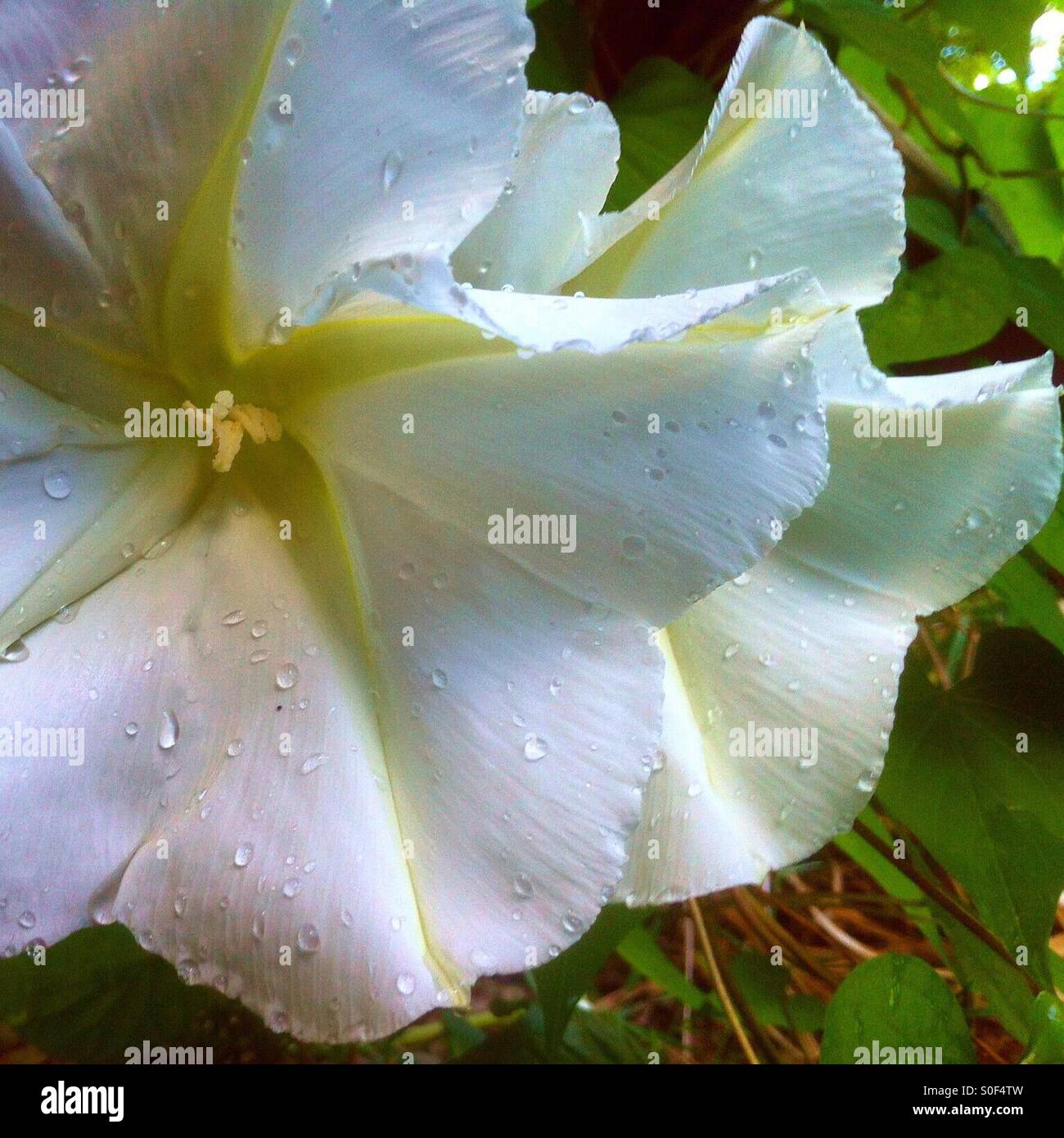 Moonflower hi-res stock photography and images - Alamy