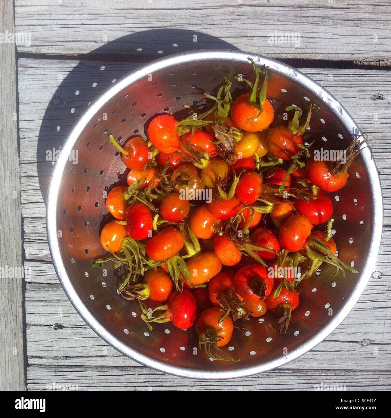 Rose hips in colander Stock Photo - Alamy