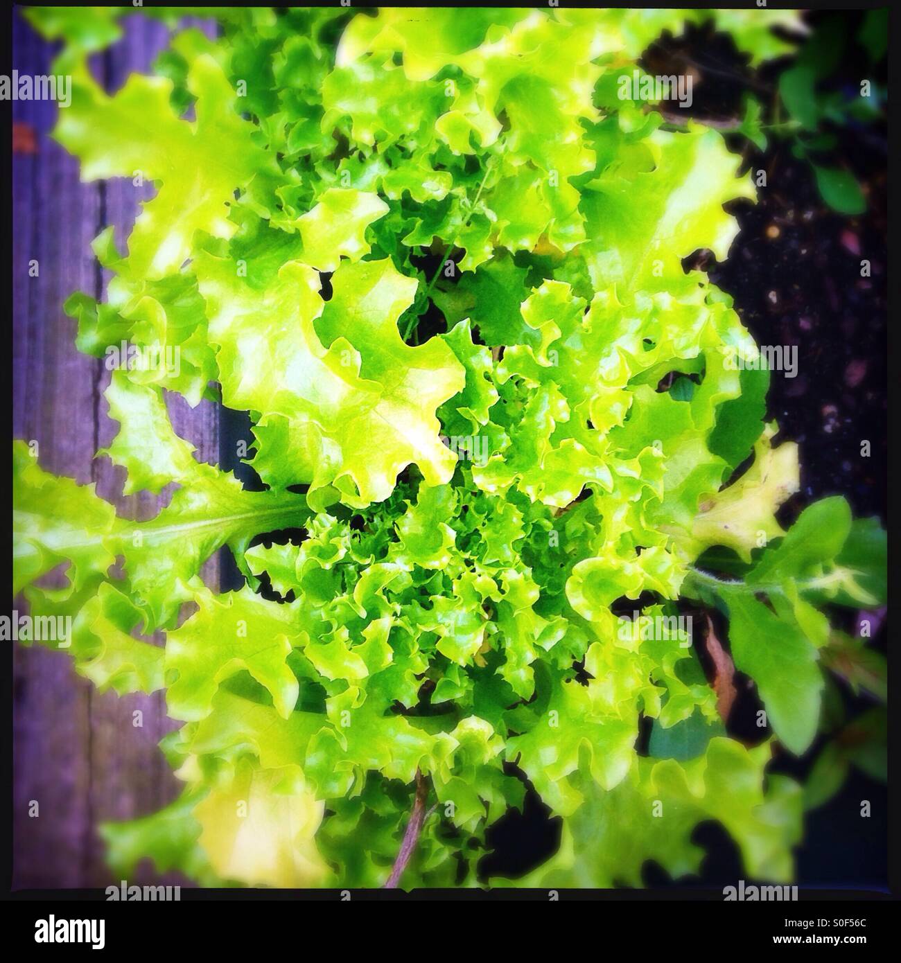 Spring greens in a patio planter Stock Photo - Alamy