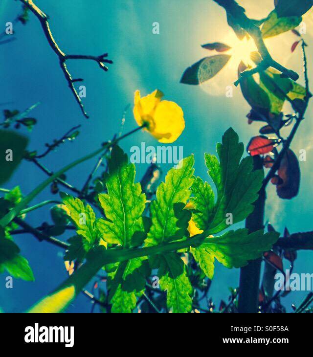 Worms eye view of flower and foliage in the sun Stock Photo - Alamy
