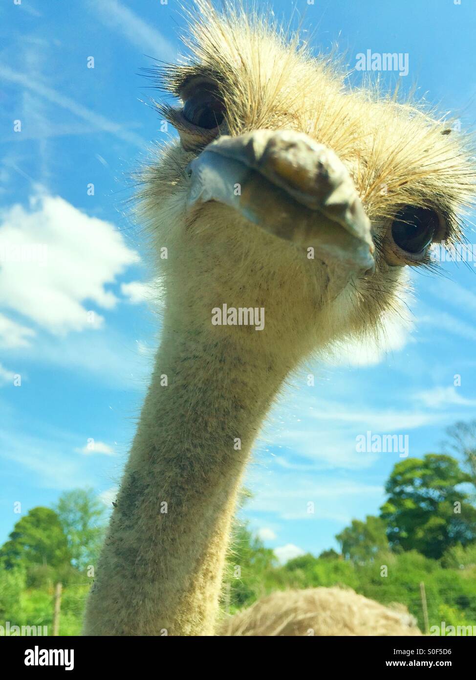 ostrich trying his luck Stock Photo - Alamy