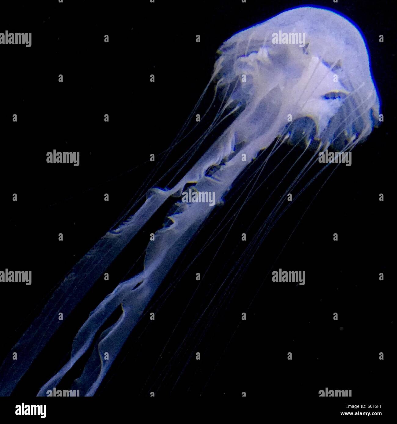 A jelly fish in an aquarium Stock Photo - Alamy