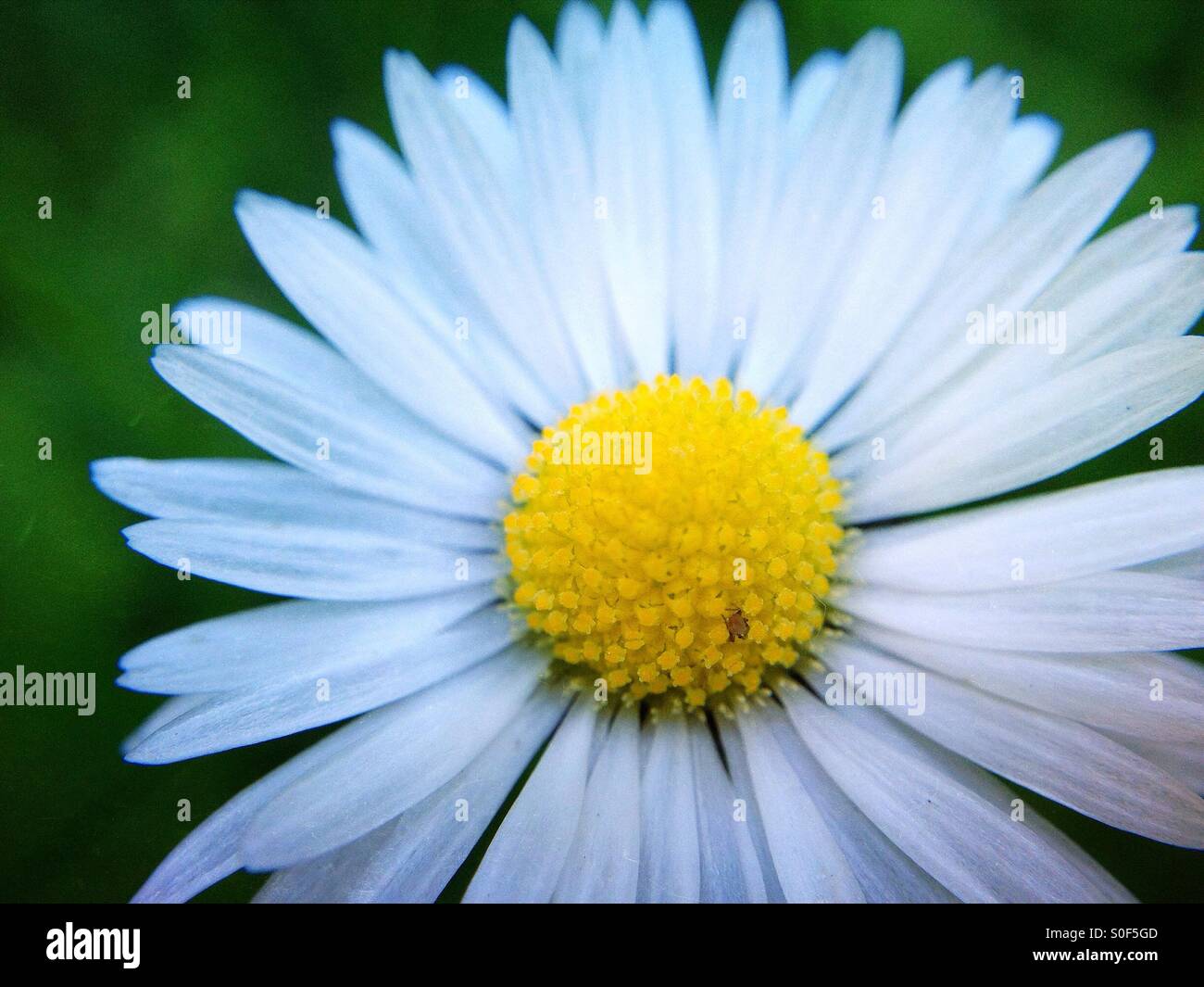 Daisy daisies flower hi-res stock photography and images - Alamy
