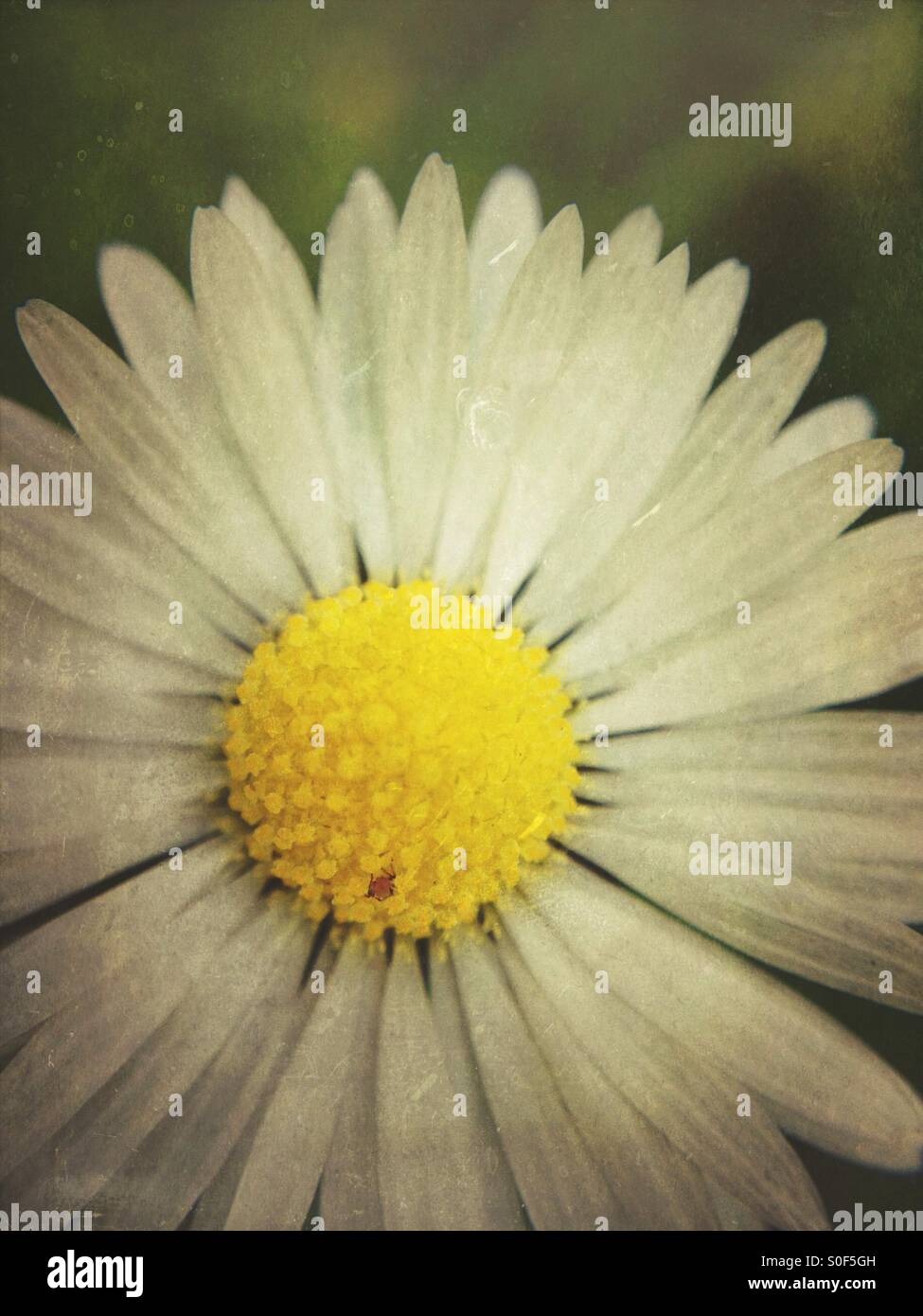 Daisy daisies flower hi-res stock photography and images - Alamy