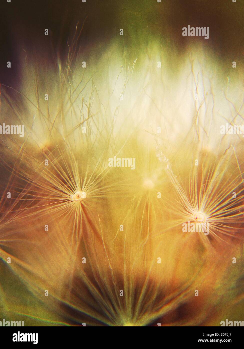Close up of a dandelion clock Stock Photo - Alamy