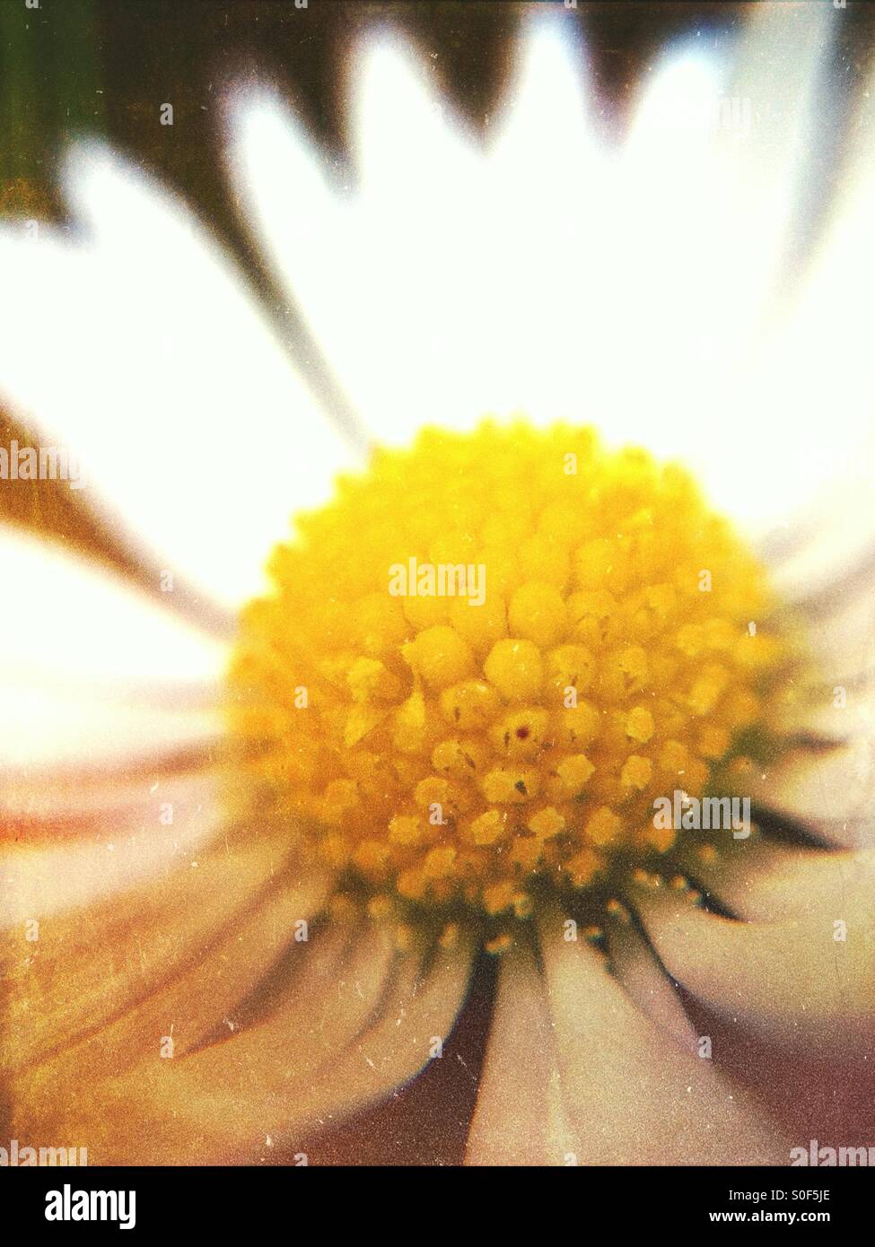 Close up of a daisy Stock Photo - Alamy