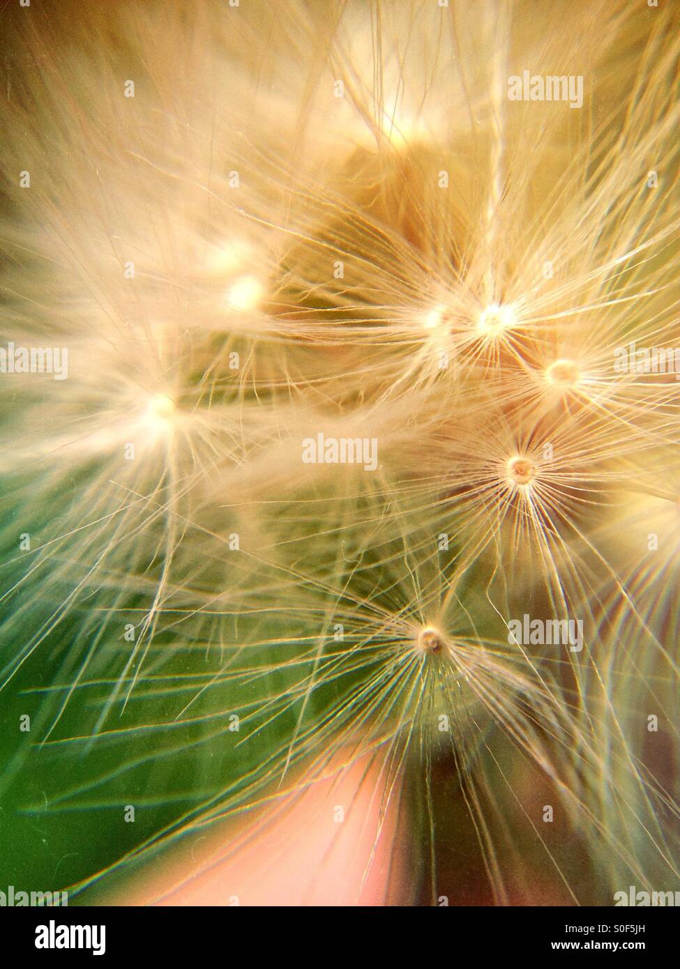 Dandelion clock hi-res stock photography and images - Alamy