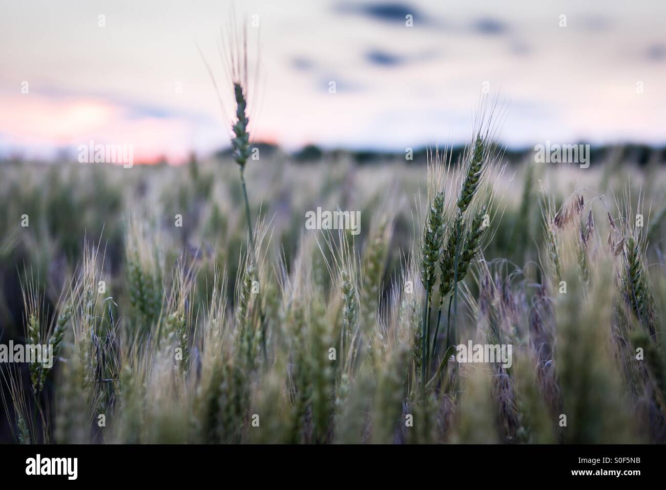 Sunset wheat hi-res stock photography and images - Alamy