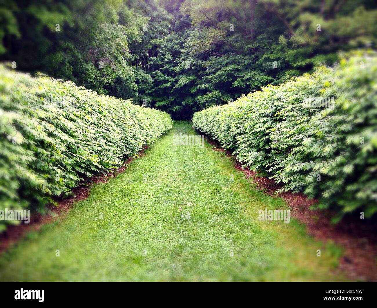 Path between Green hedges leading to dark woods Stock Photo - Alamy