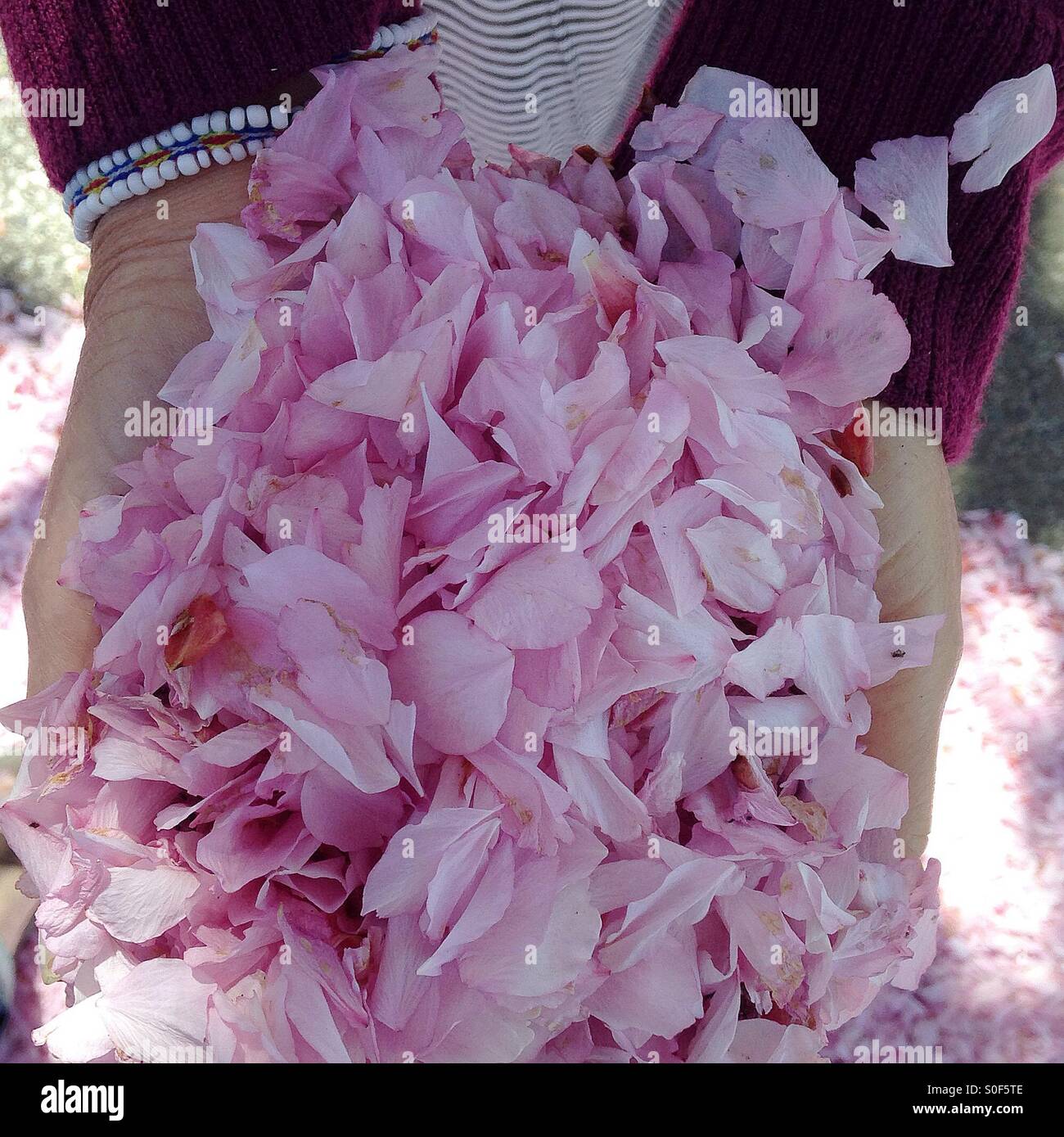 Full of pink hi-res stock photography and images - Alamy