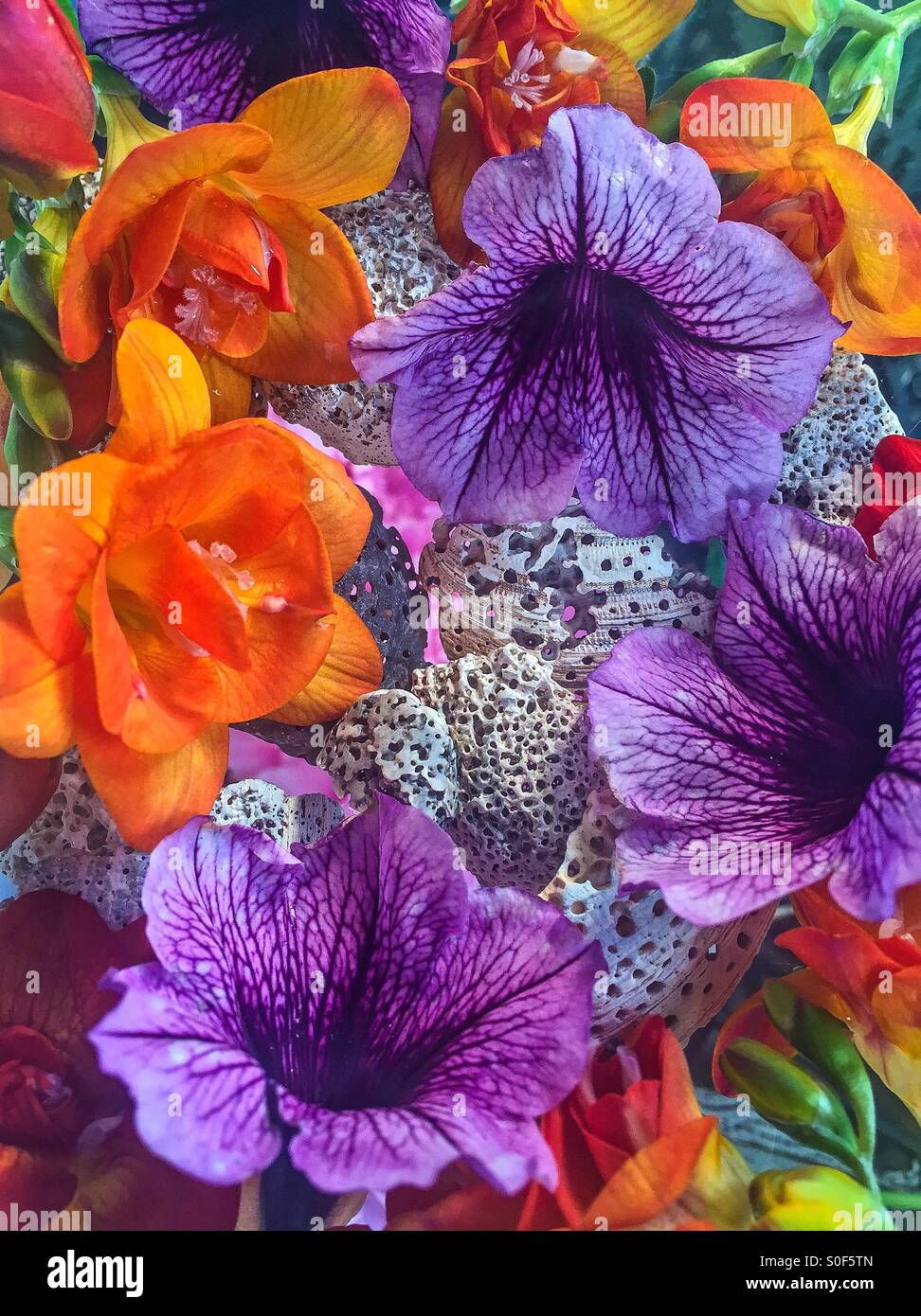 Flowers and shells Stock Photo - Alamy