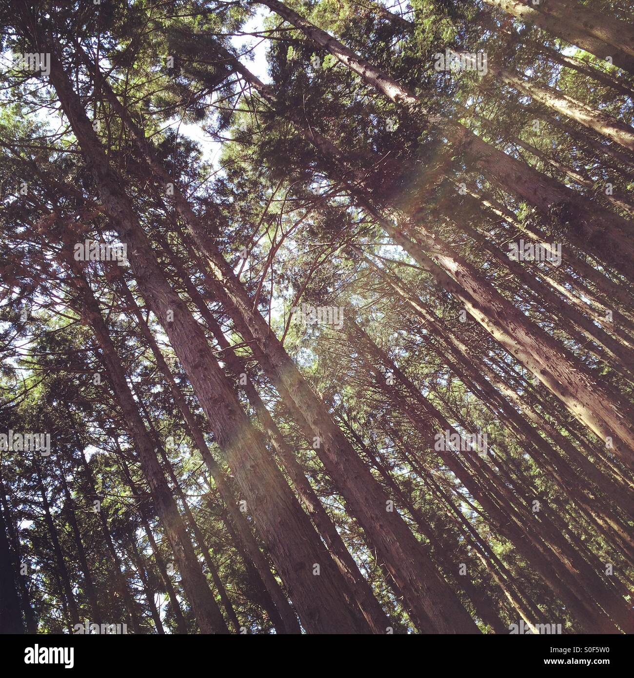 Tokyo forest hi-res stock photography and images - Alamy