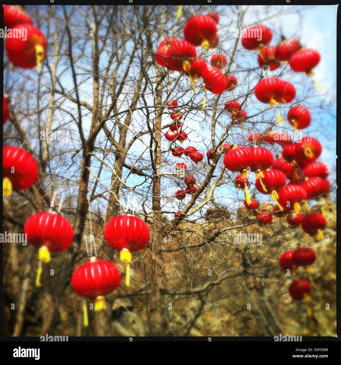 Lanterns in trees hi-res stock photography and images - Alamy
