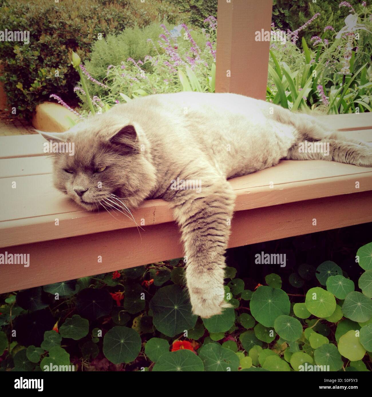 Carefree lazy hi-res stock photography and images - Alamy