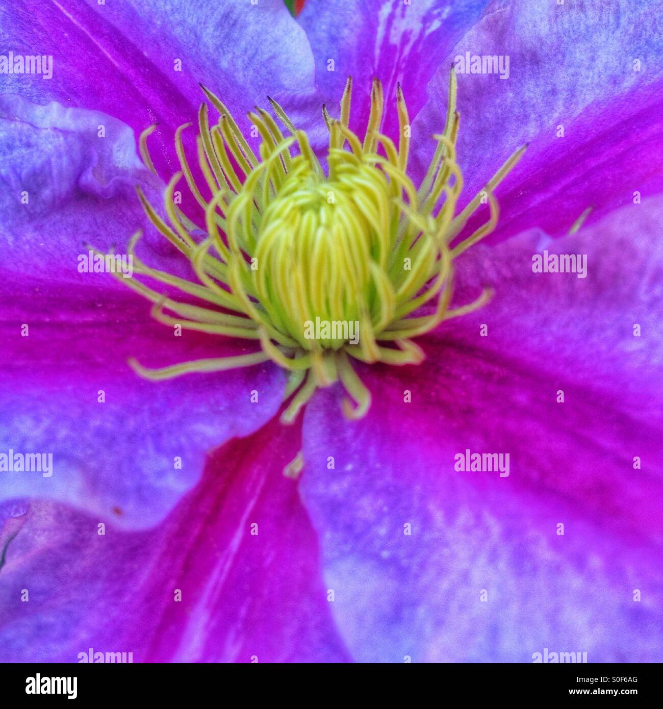 Closeup of clematis flower hi-res stock photography and images - Alamy