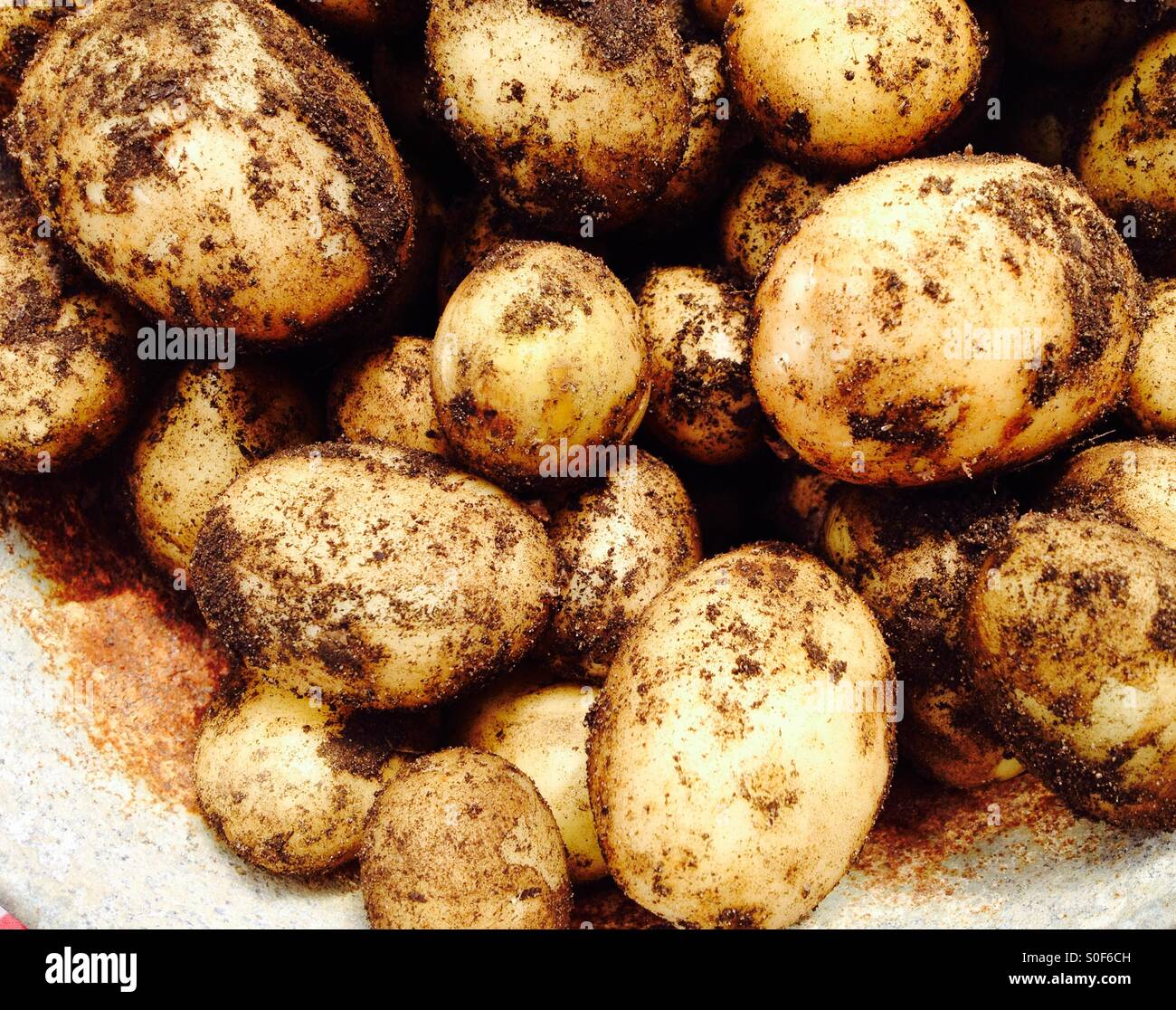 Garden organic new potatoes Stock Photo - Alamy