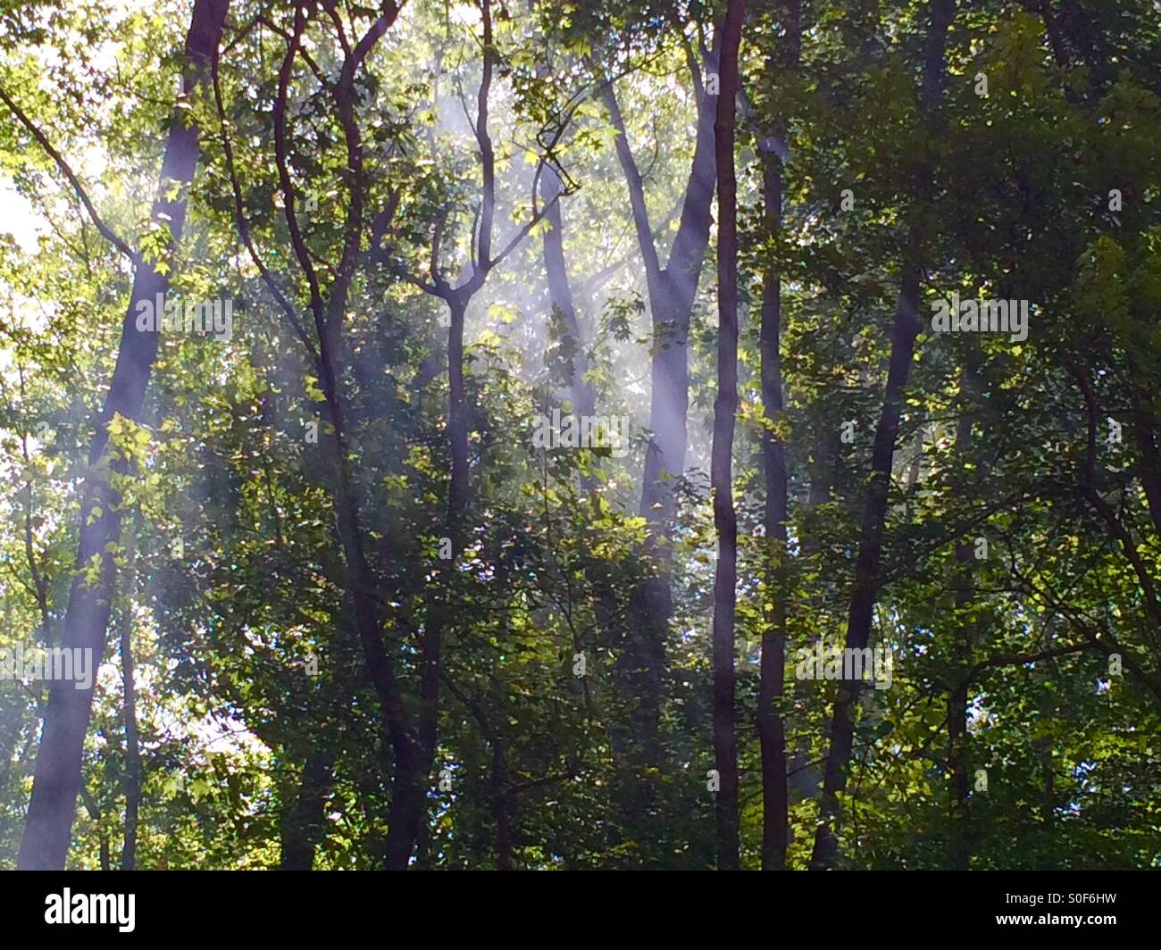 Smoky trees hi-res stock photography and images - Alamy
