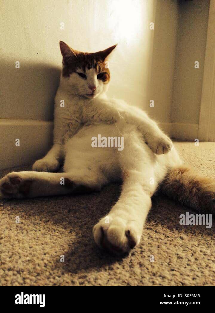 Cat sitting like hi-res stock photography and images - Alamy