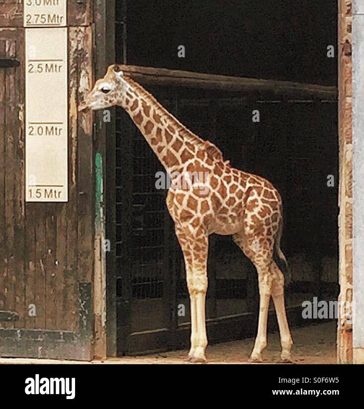 Long height hi-res stock photography and images - Alamy