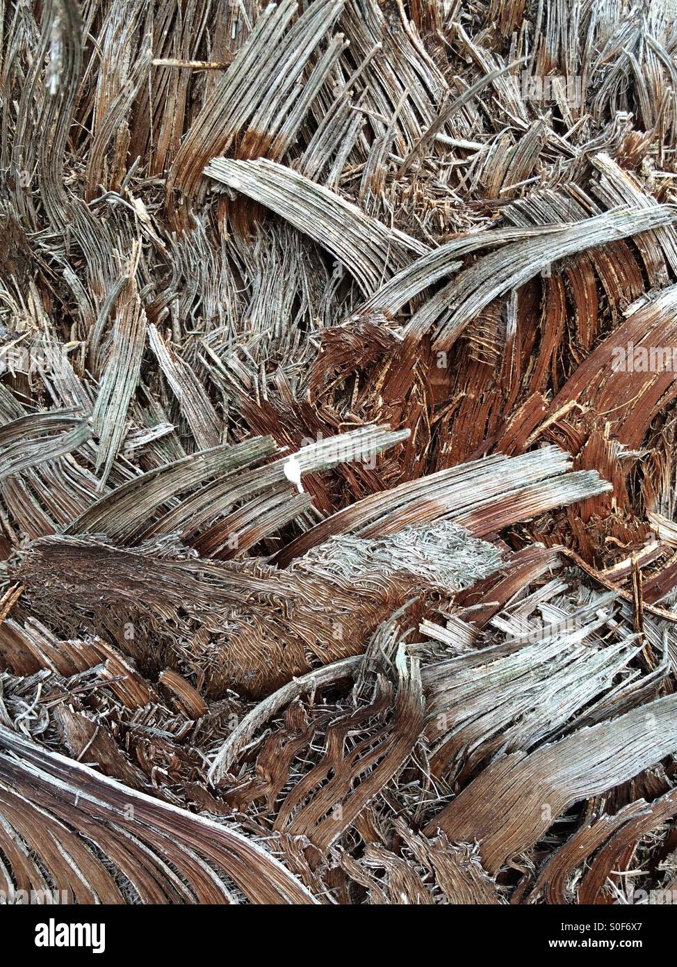Palm skin hi-res stock photography and images - Alamy