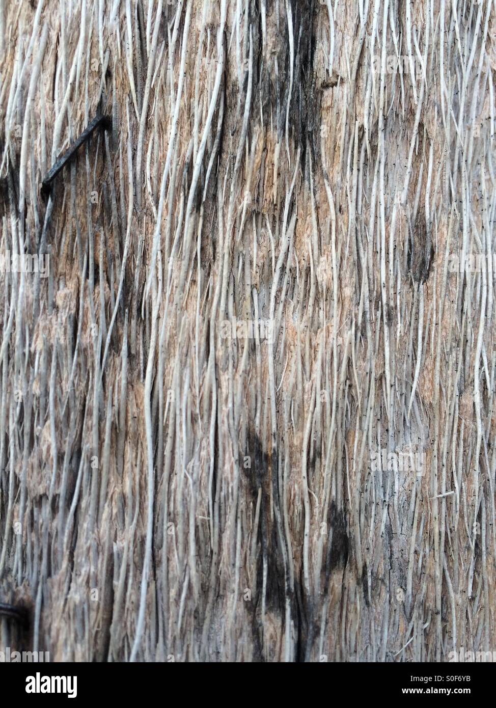 Palm tree with staple Stock Photo - Alamy