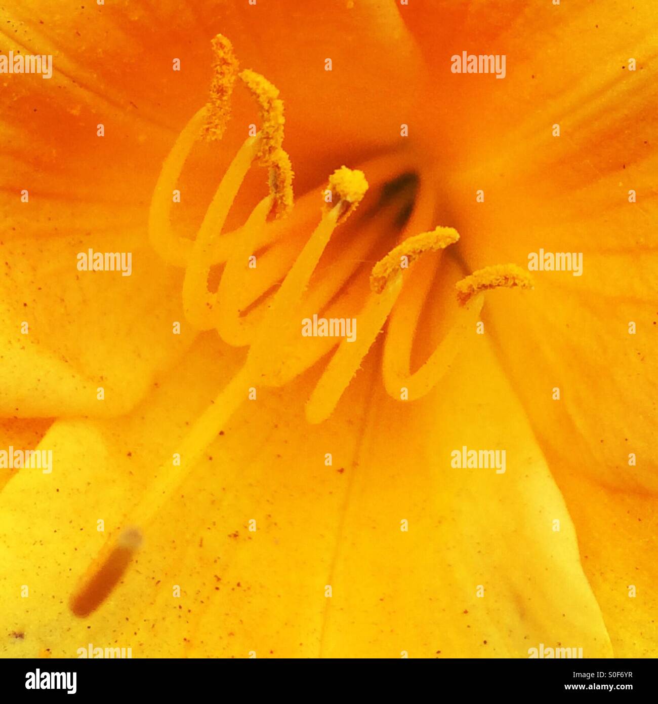 Reproductive structure hi-res stock photography and images - Alamy