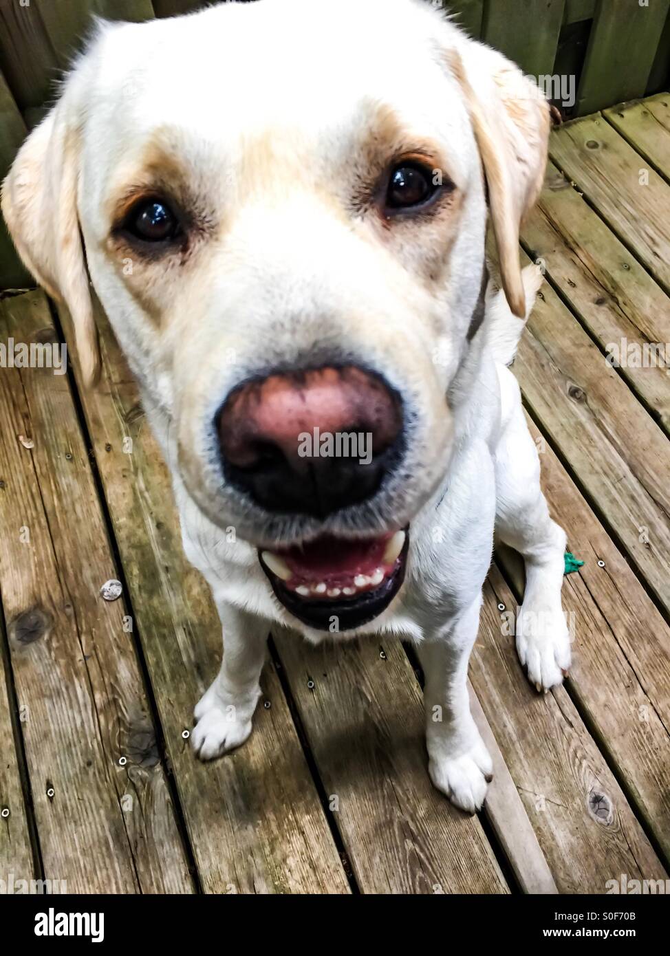Yellow lab hi-res stock photography and images - Alamy