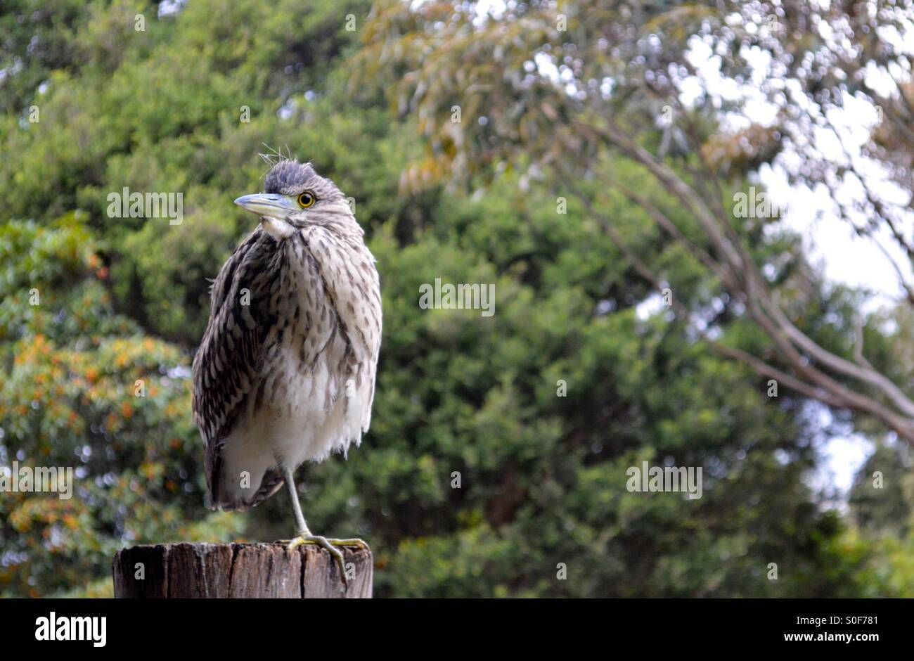 Asian bird hi-res stock photography and images - Alamy