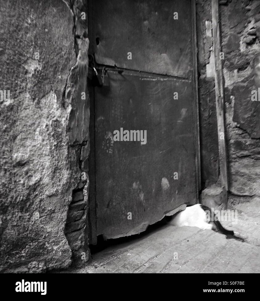 Cat crawling under door hi-res stock photography and images - Alamy