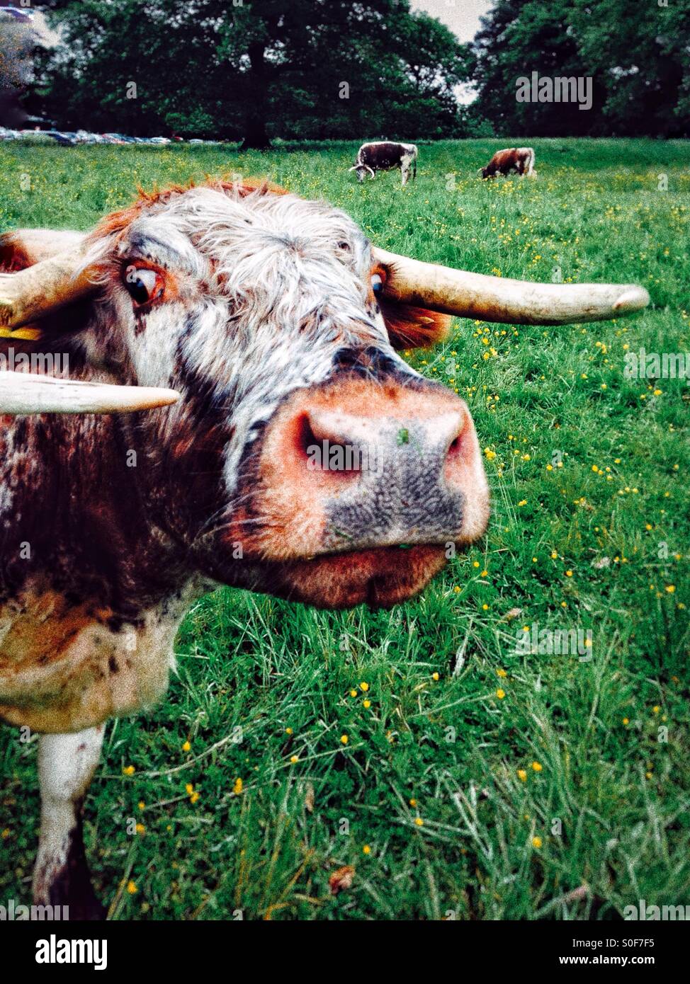 Moo Cow High Resolution Stock Photography and Images - Alamy