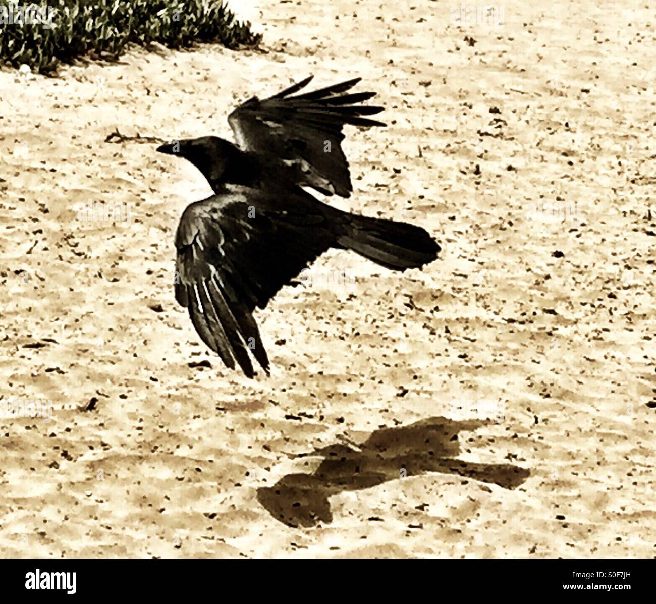 Raven takes off from hi-res stock photography and images - Alamy