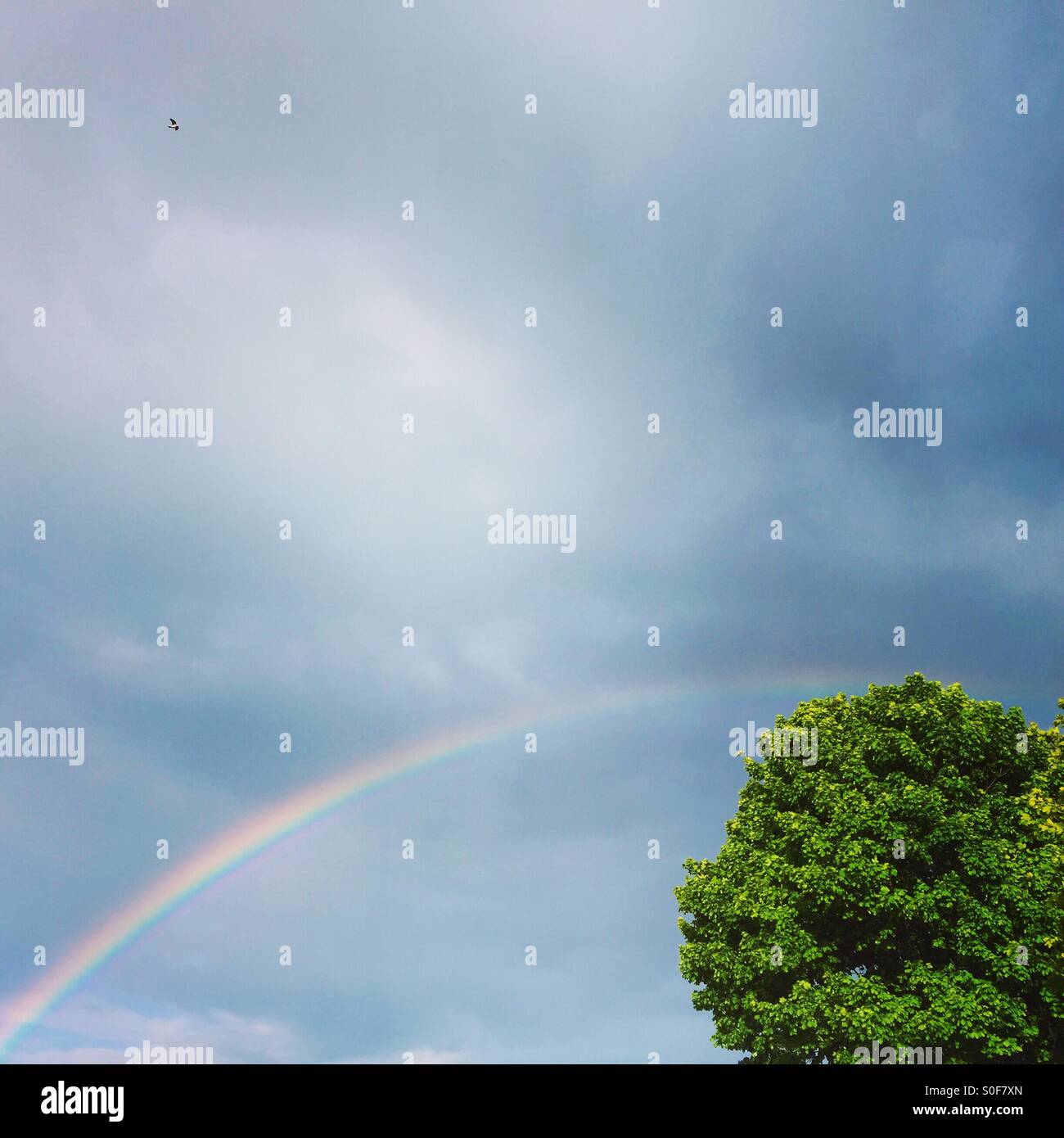 Rainbow tree hi-res stock photography and images - Alamy