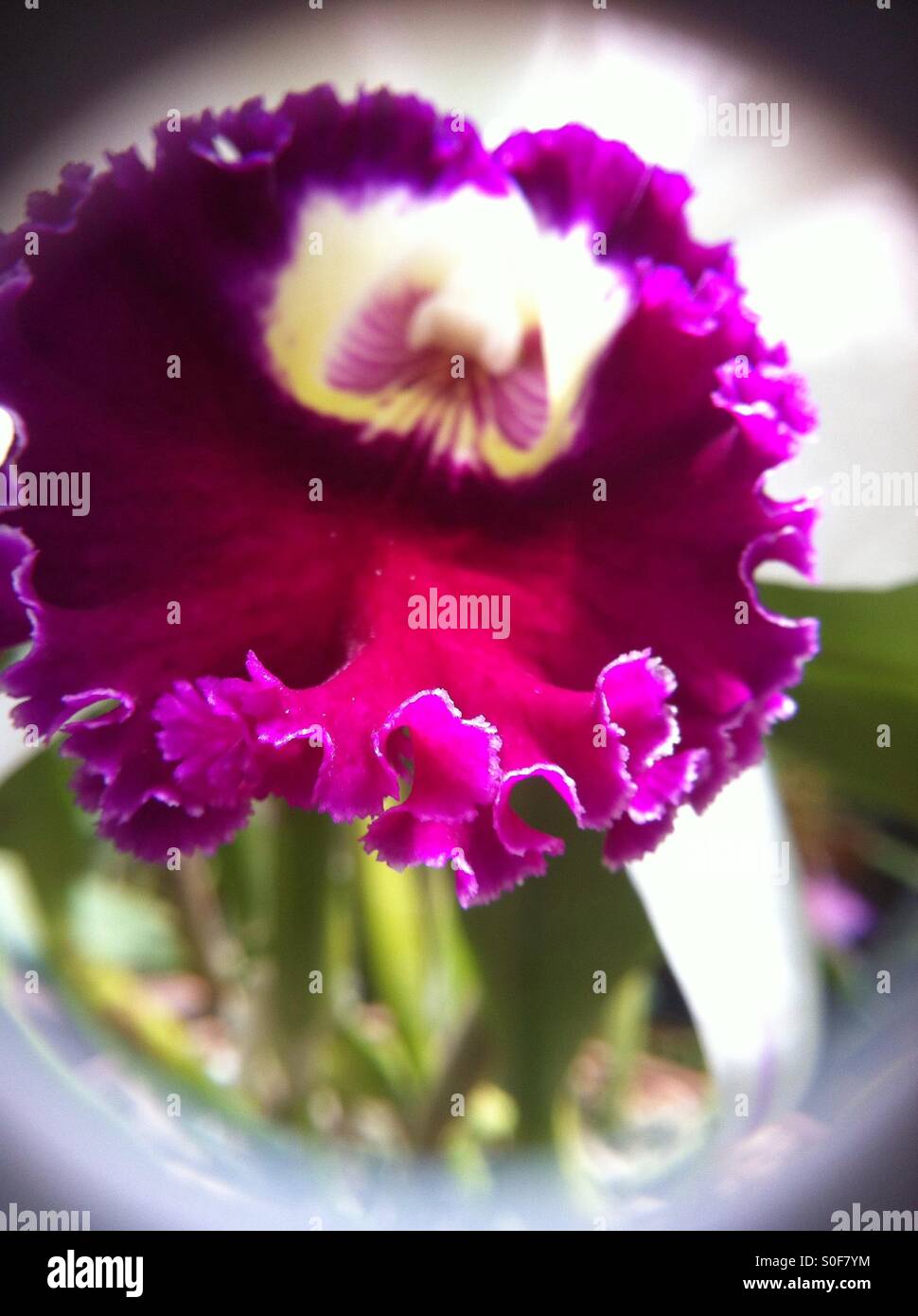 Guaria morada flower hi-res stock photography and images - Alamy