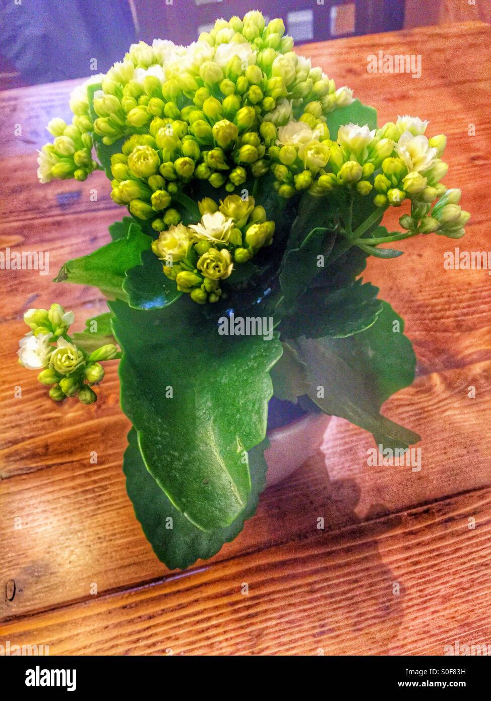 Tabletop plant hi-res stock photography and images - Alamy
