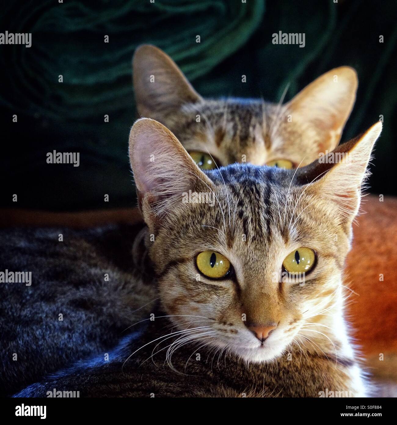 Domestic cats face hi-res stock photography and images - Alamy