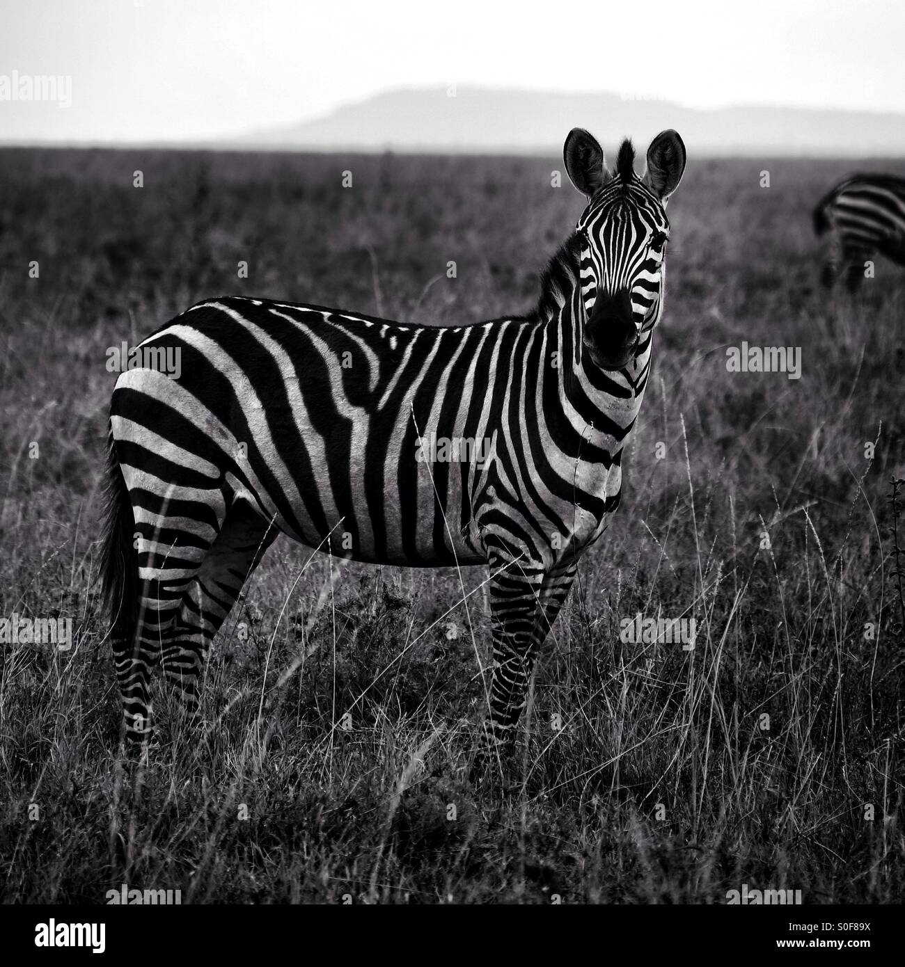 Zebra stripped hi-res stock photography and images - Alamy