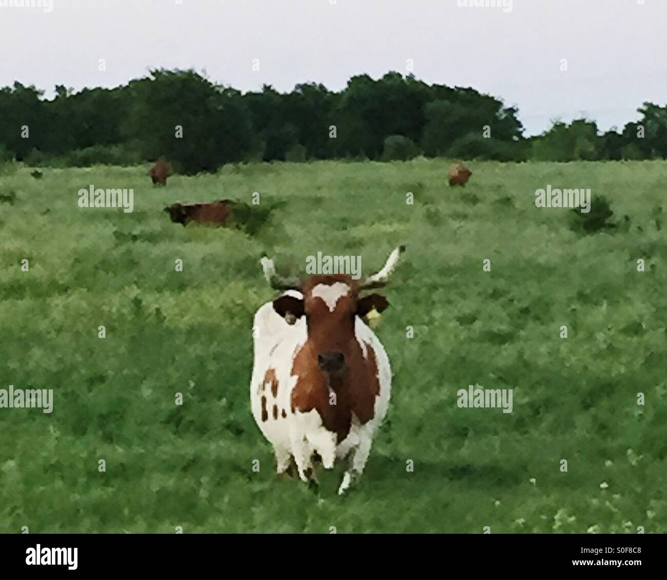Texas field longhorn hi-res stock photography and images - Alamy