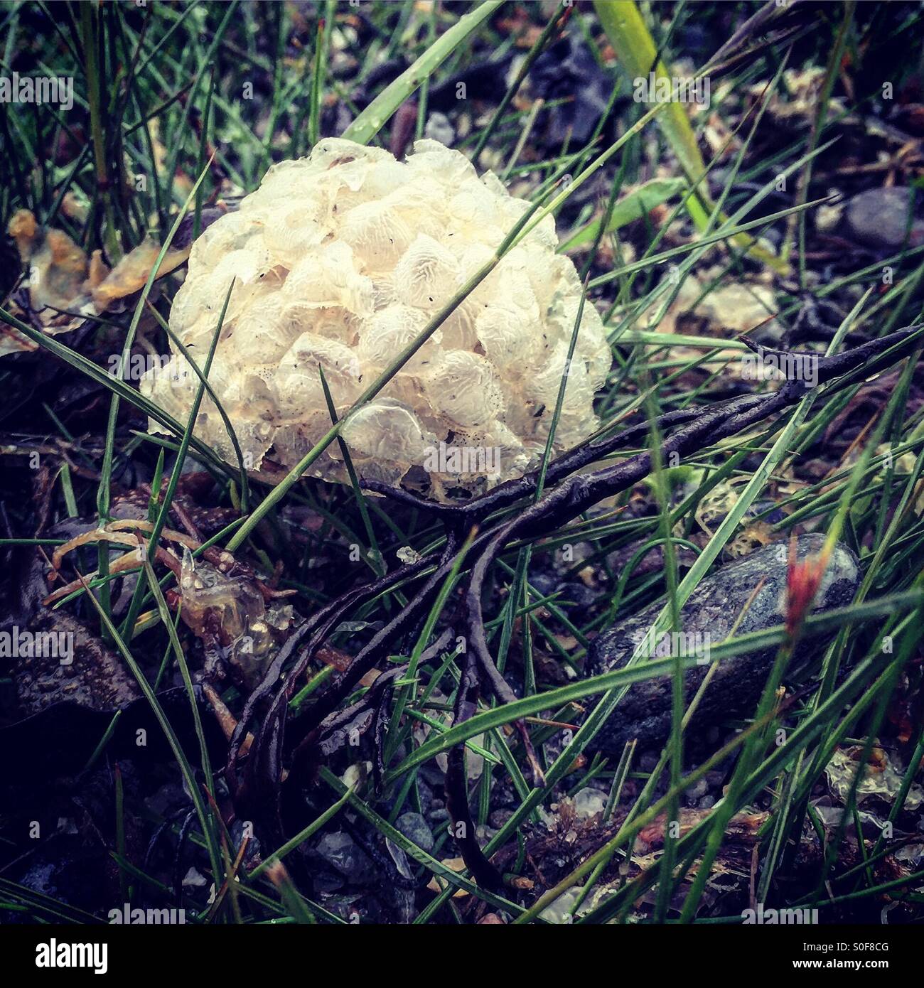 Whelk egg case hi-res stock photography and images - Alamy