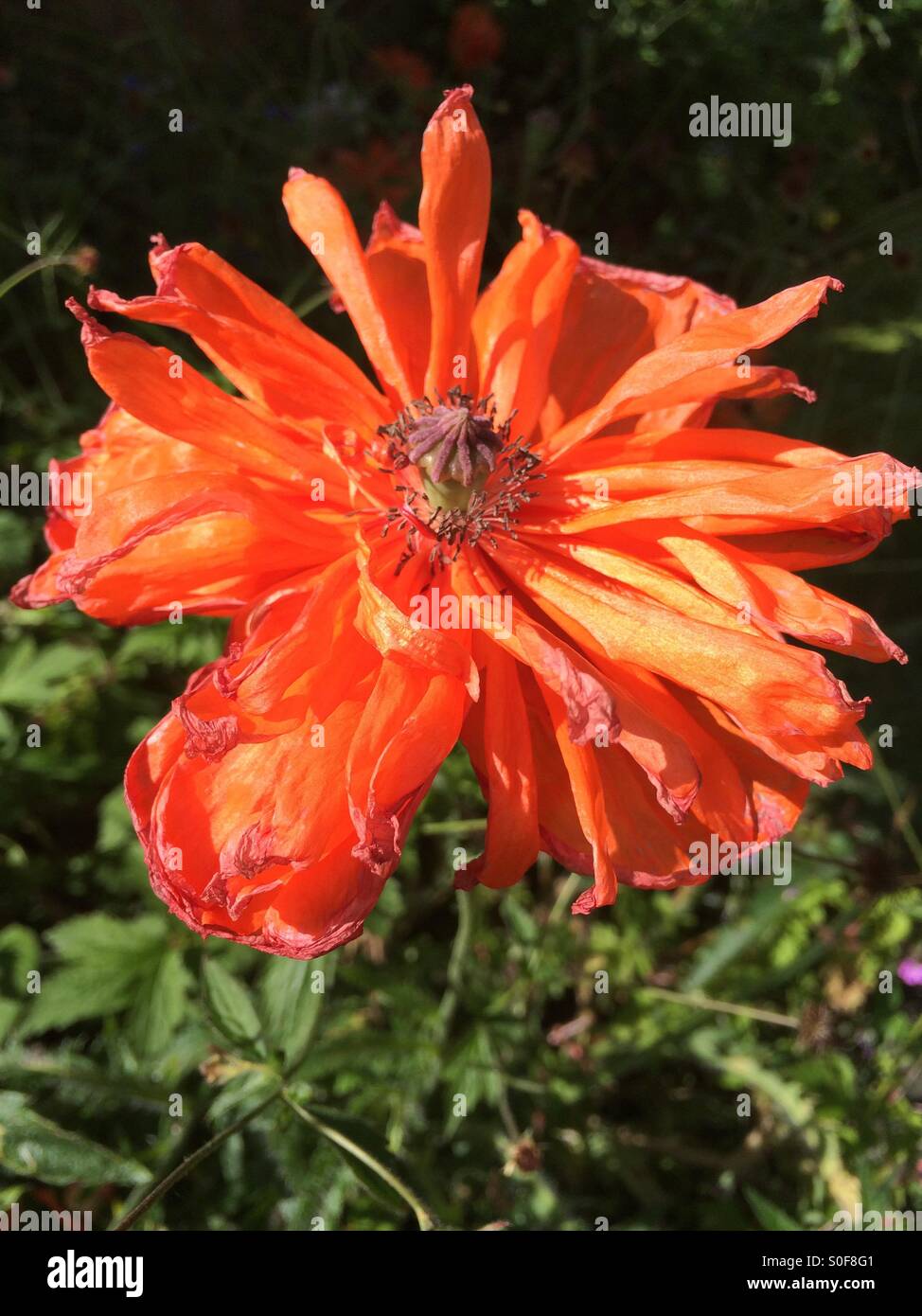 End of spring hi-res stock photography and images - Alamy
