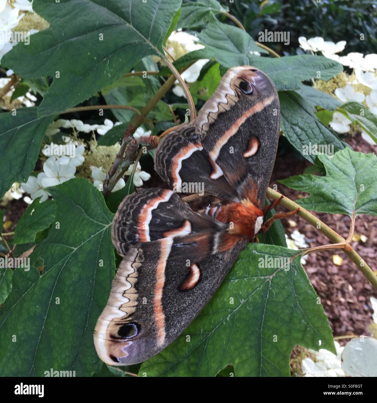 Very beautiful moth hi-res stock photography and images - Alamy
