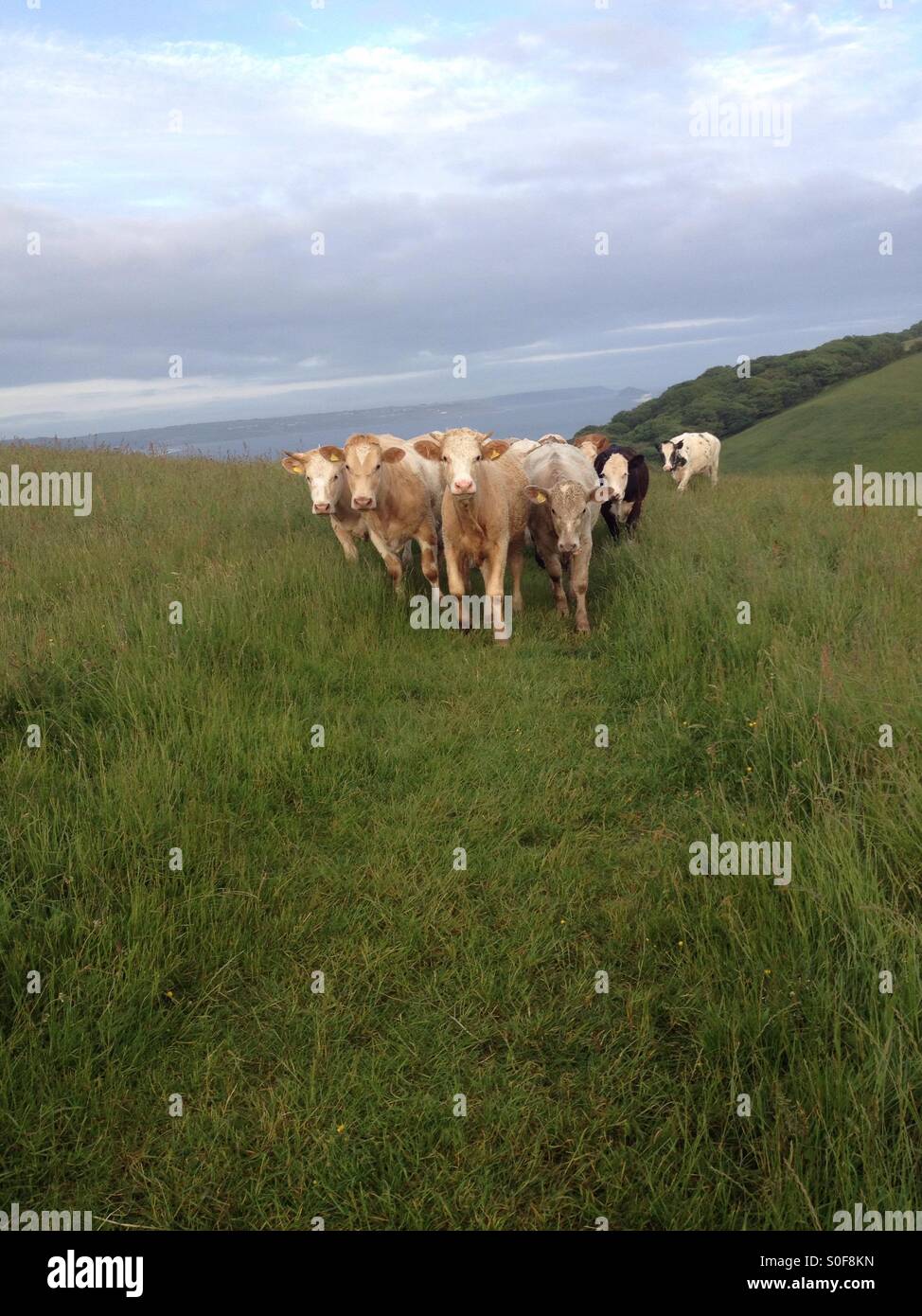 Cows cornwall hi-res stock photography and images - Alamy