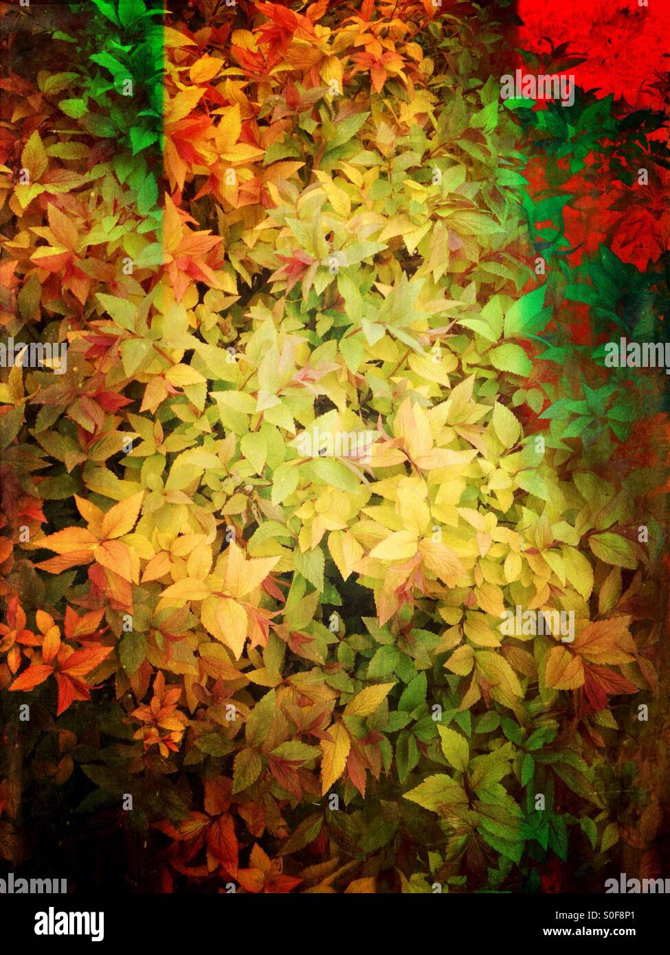 Prune leaves hi-res stock photography and images - Alamy