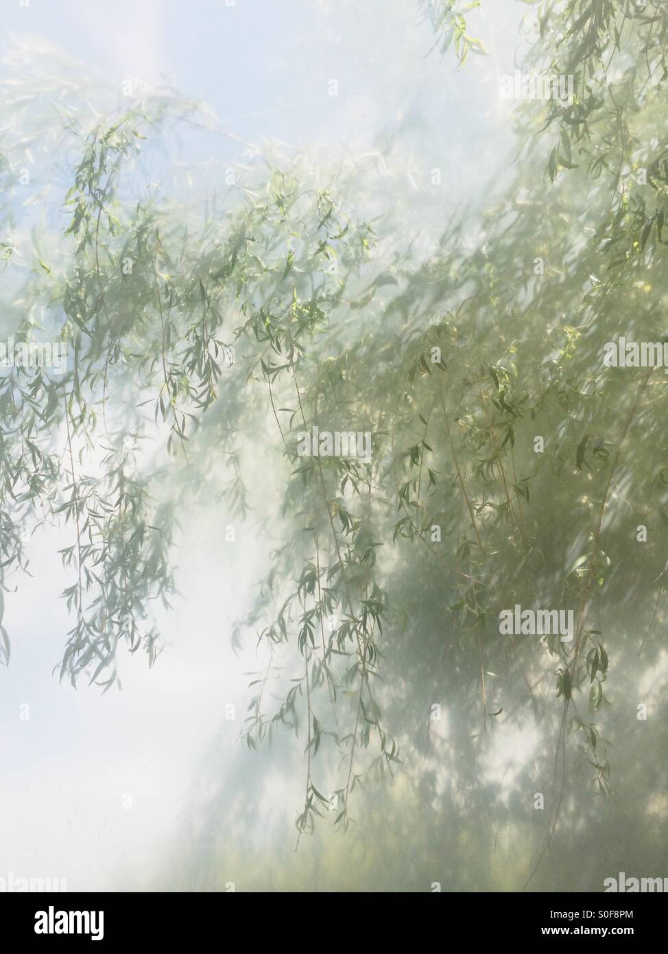 Willow tree through a greenhouse roof Stock Photo - Alamy