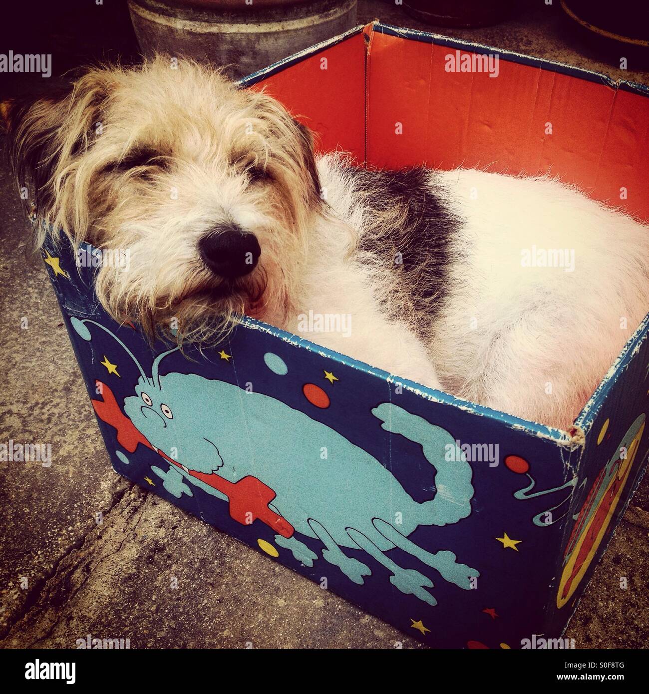 Box terrier hi-res stock photography and images - Alamy
