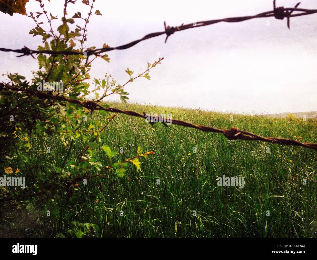Barbed wire fencing field hi-res stock photography and images - Alamy